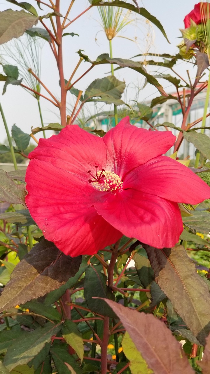 Flower Red - Free photo on Pixabay - Pixabay