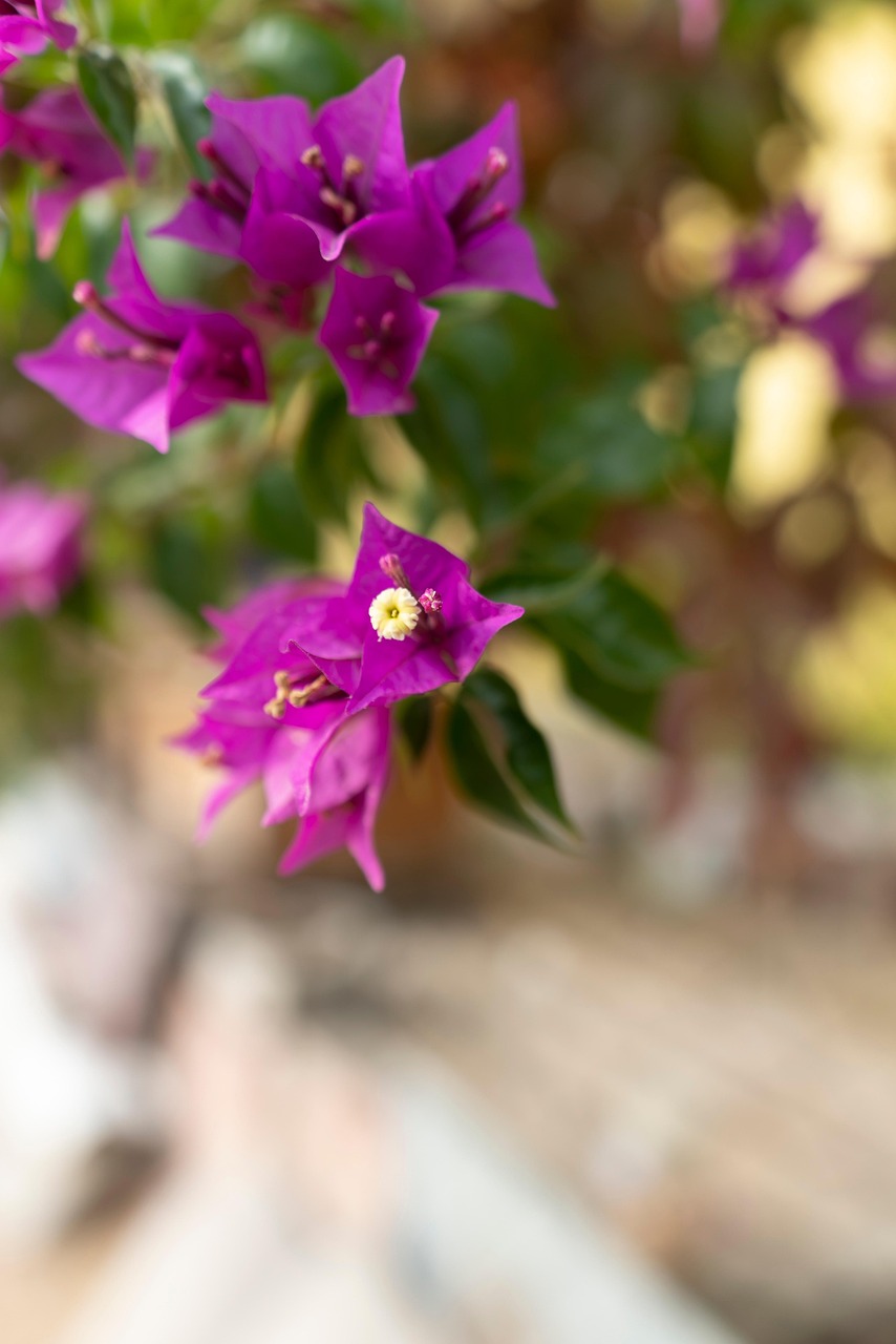 Bougainvilleas Kukat Violetit - Ilmainen valokuva Pixabayssa - Pixabay