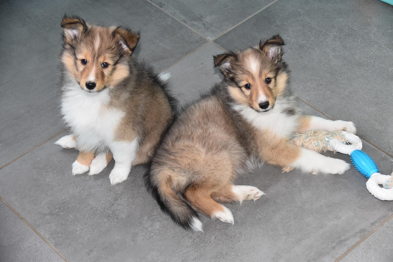 Dogs Shelties Puppies - Free photo on Pixabay