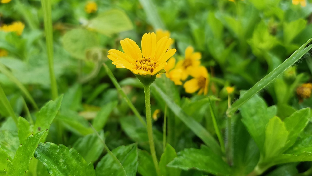 Flower Yellow Leaves - Free photo on Pixabay - Pixabay