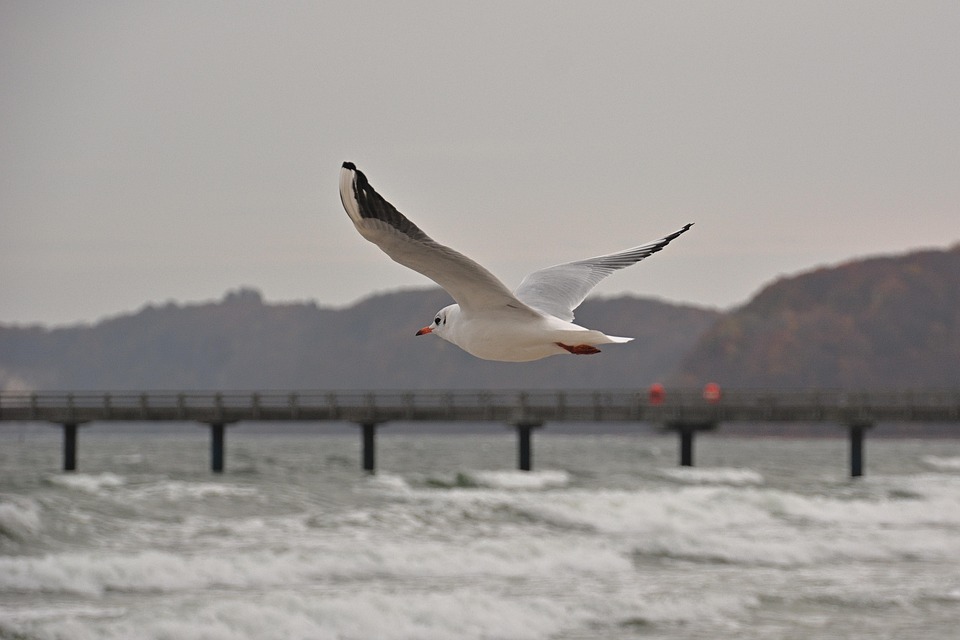 Möwe Vogel Fliegend - Kostenloses Foto auf Pixabay