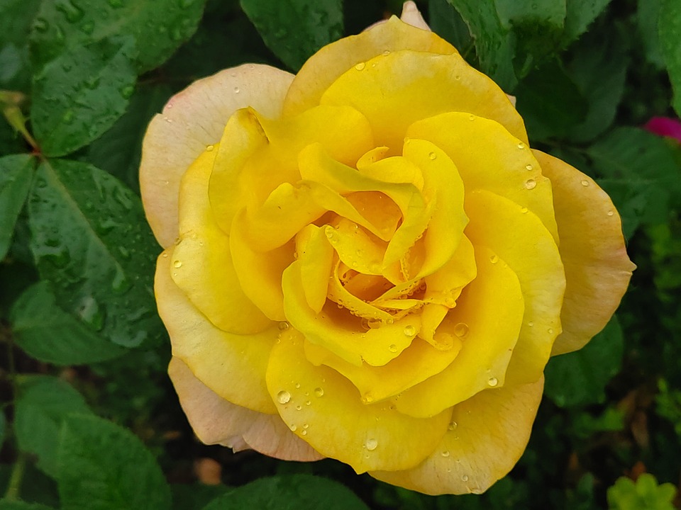 Une Rose Jaune - Photo gratuite sur Pixabay - Pixabay