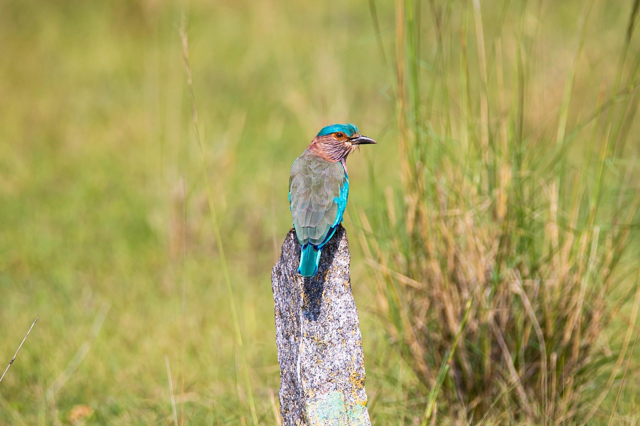 Roller Bird Perched - Free photo on Pixabay