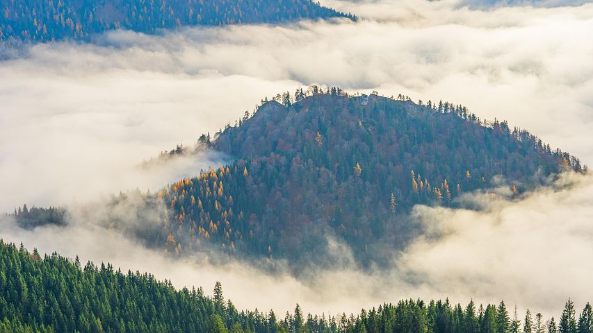 100+ Free Forest Above & Forest Images - Pixabay