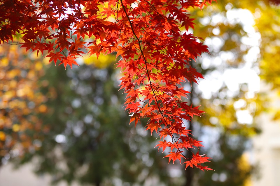 Pohon Maple Daun-Daun Dedaunan - Foto gratis di Pixabay - Pixabay