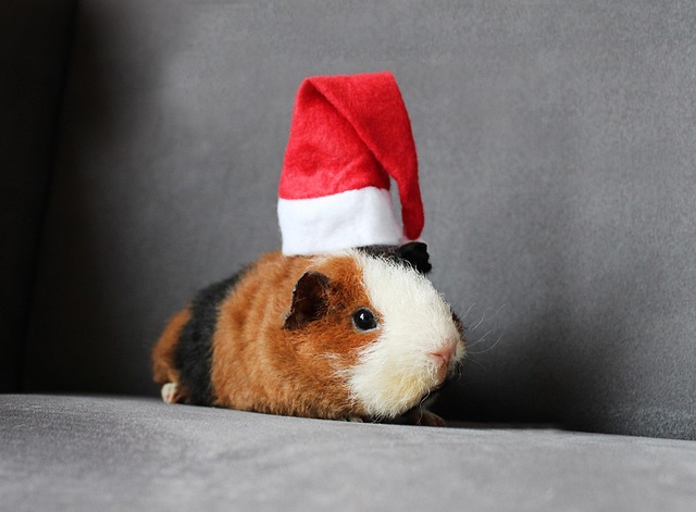 Pet Guinea Pig Rodent - Free photo on Pixabay - Pixabay