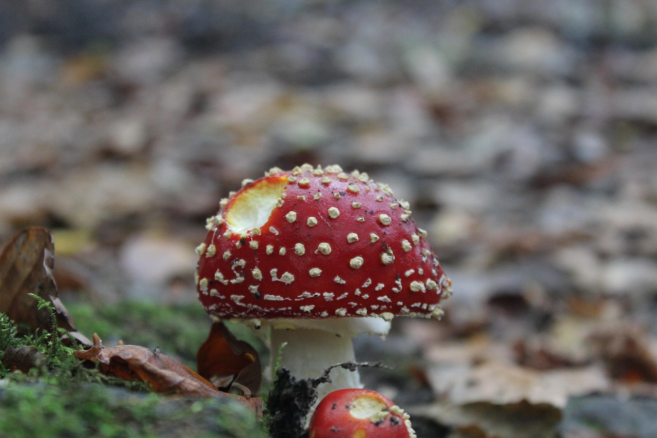 Champignon Amanite Mouche - Photo gratuite sur Pixabay - Pixabay