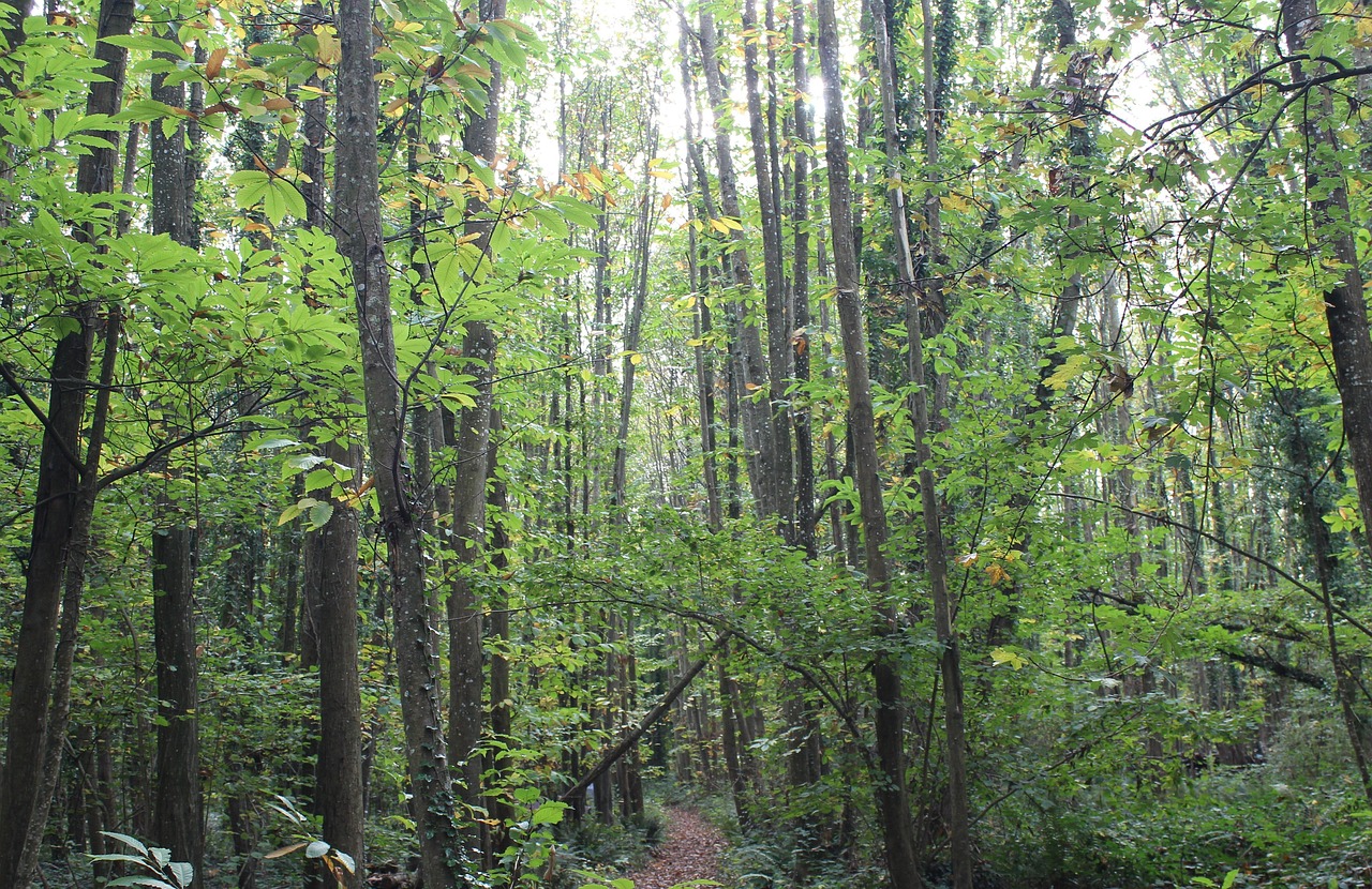 Floresta Natureza Verde - Foto gratuita no Pixabay - Pixabay