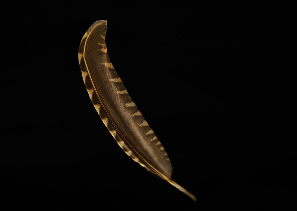 Feather Bird Lightweight - Free photo on Pixabay - Pixabay