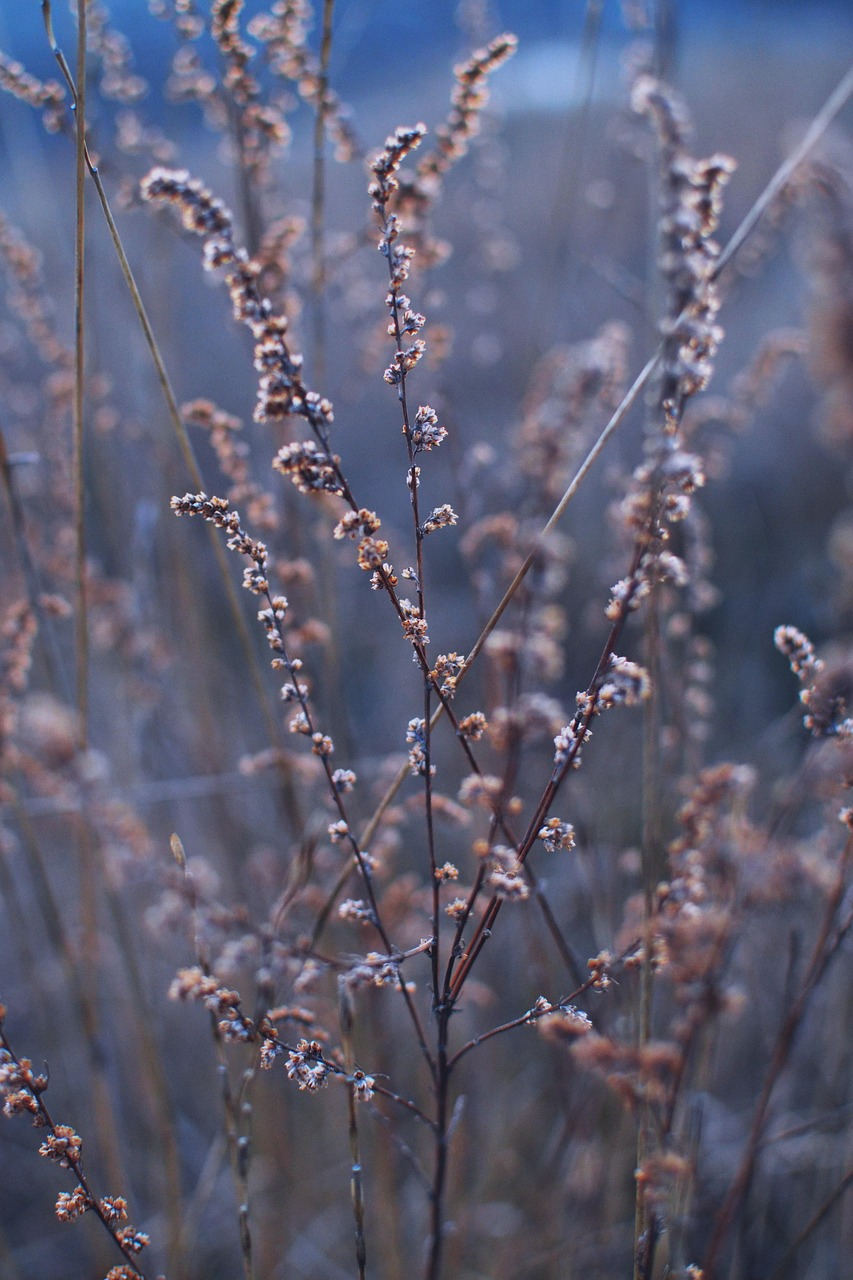 Flowers Field Winter - Free photo on Pixabay