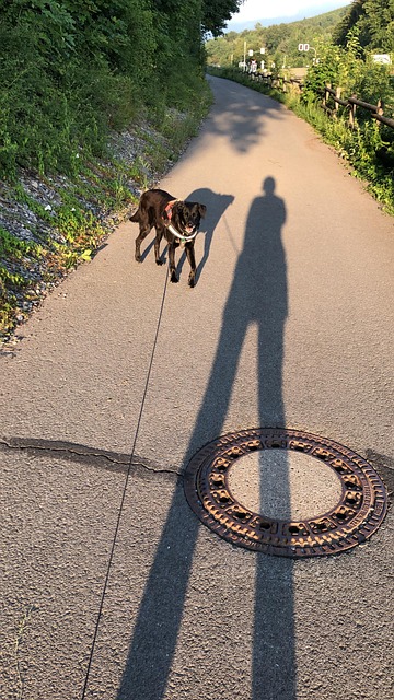 Walk Dog The Shade Shadow - Free photo on Pixabay - Pixabay