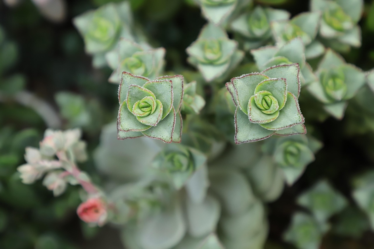 Plantelor Botanică Suculent - Fotografie gratuită pe Pixabay - Pixabay