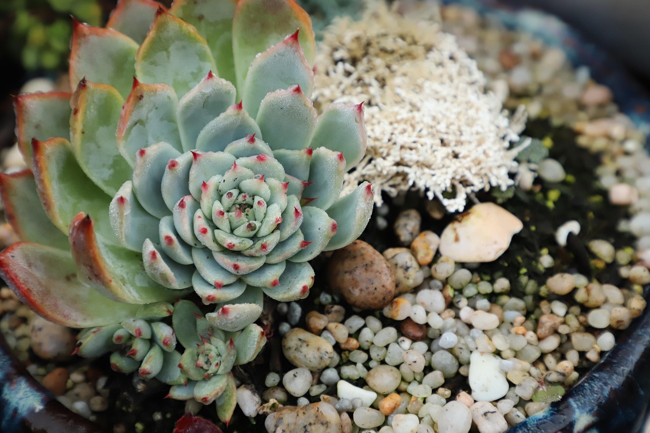 Plantelor Suculent Natura - Fotografie gratuită pe Pixabay - Pixabay