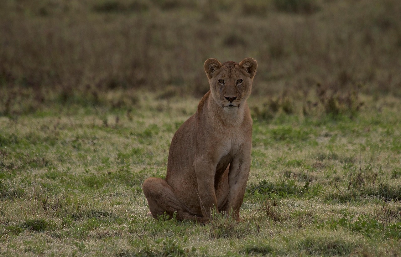 Animal Lion Mammal - Free photo on Pixabay