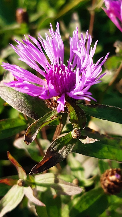 Centaurée Du Tyrol Fleur Plantes - Photo gratuite sur Pixabay - Pixabay