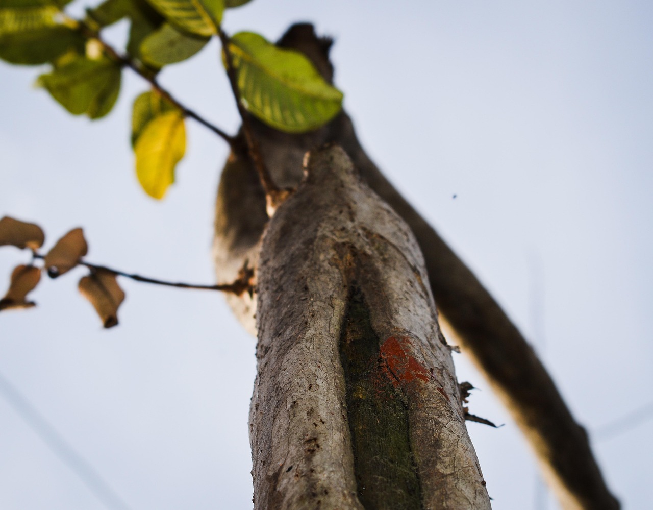 Arbre Aboyer - Photo gratuite sur Pixabay - Pixabay