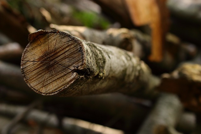 60,000+ Free Wood-Log & Wood Images - Pixabay