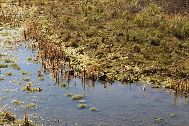 Canada Lake Wetland - Free photo on Pixabay