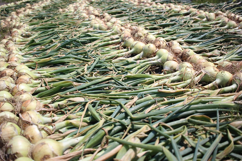 Onion Vegetables Produce - Free photo on Pixabay