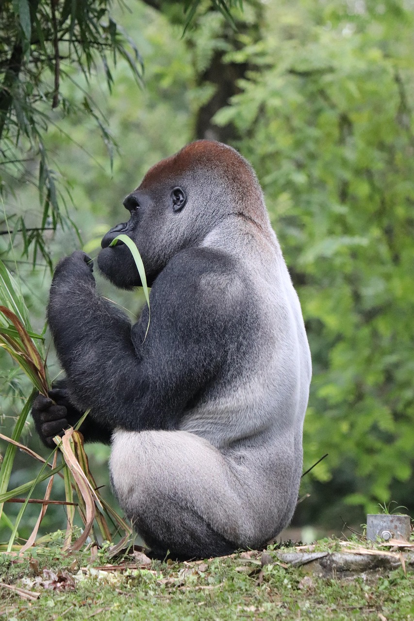Gorilla Animal Wildlife Western - Free photo on Pixabay