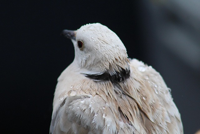 Dove Bird Perched - Free photo on Pixabay - Pixabay