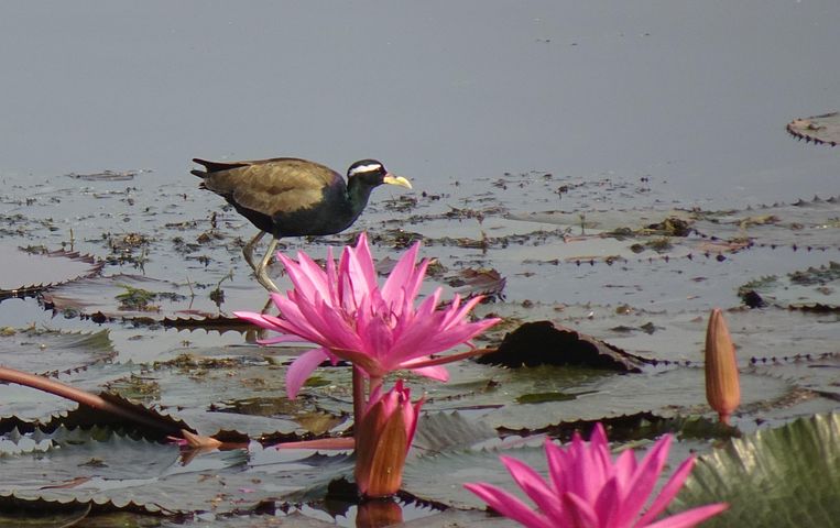 40+ Free Jacana & Bird Images - Pixabay