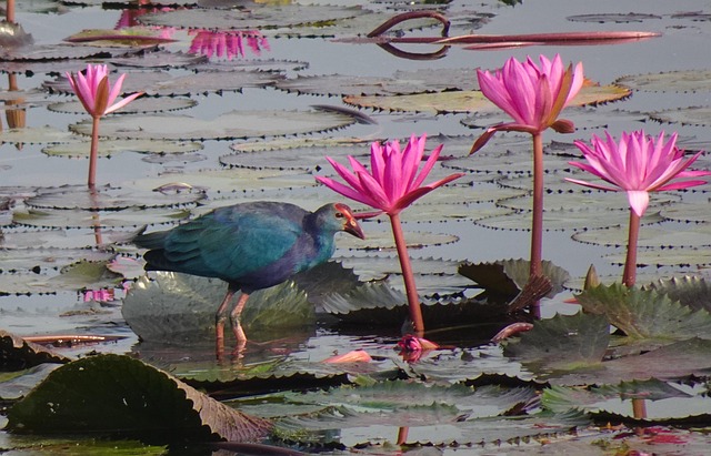 Lotus Flowers Bird - Free photo on Pixabay - Pixabay