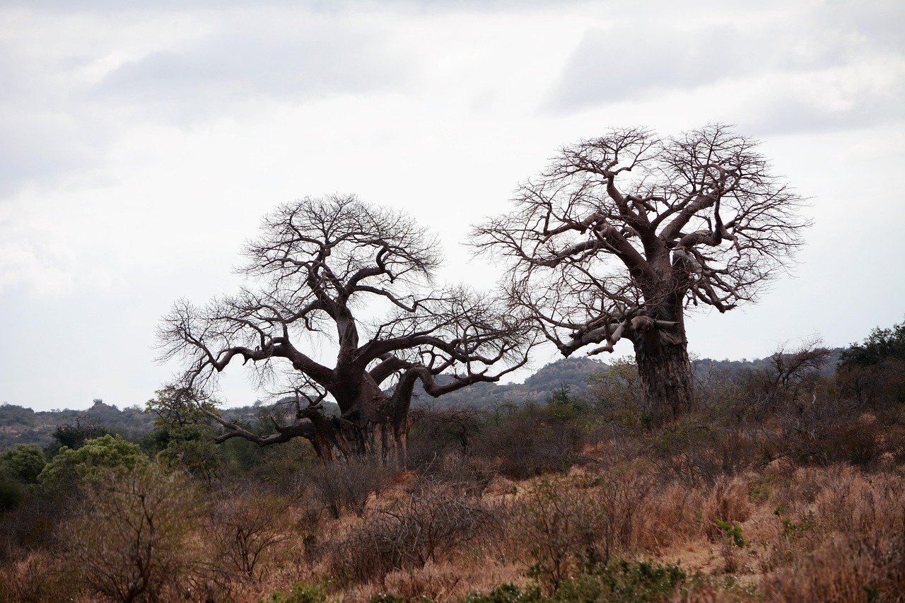 Trees Nature Travel - Free photo on Pixabay