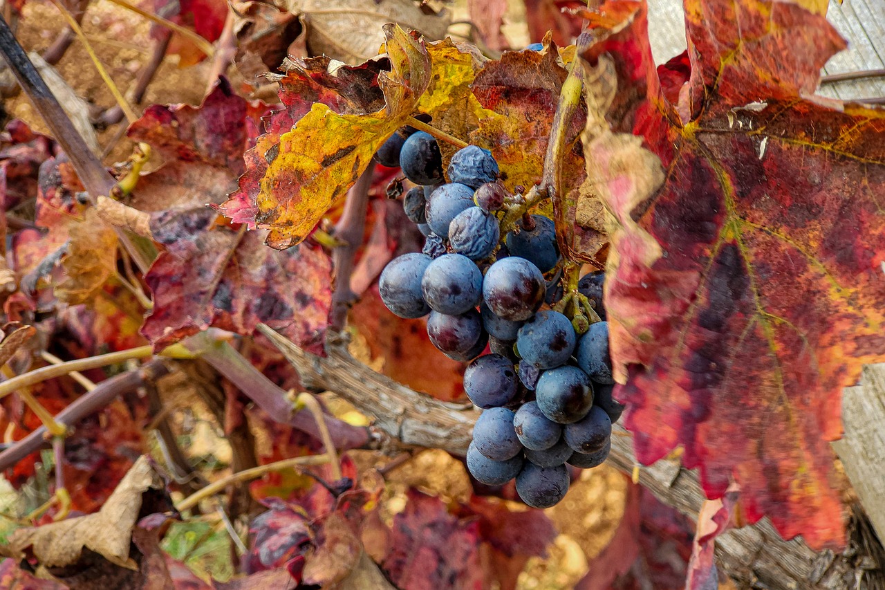 Fruit Grape Organic - Free photo on Pixabay - Pixabay