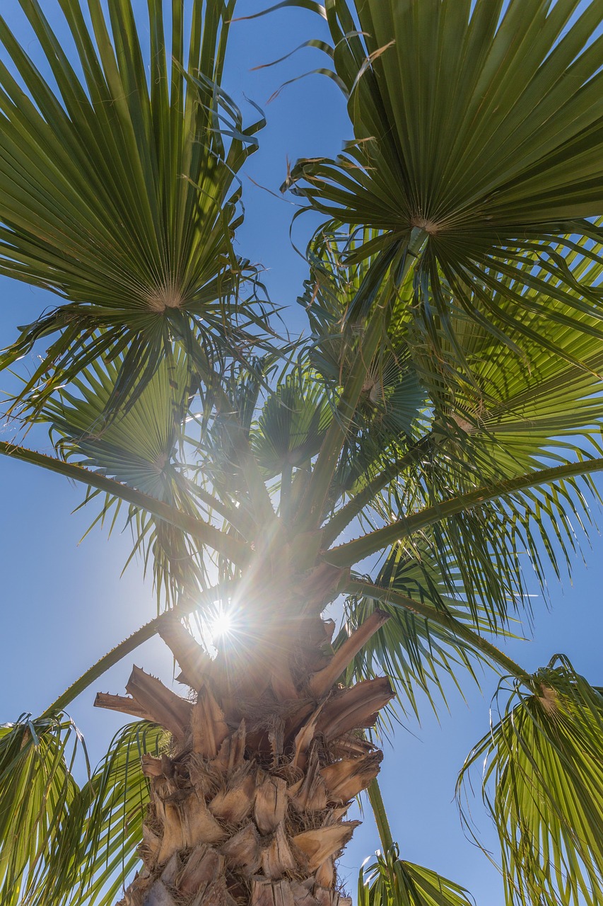 Nature Palmier Arbre Tropical - Photo gratuite sur Pixabay - Pixabay
