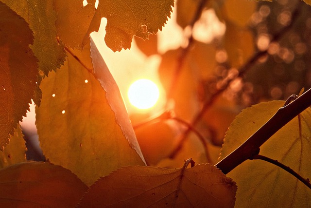 Autumn Leaves Sun Evening - Free photo on Pixabay
