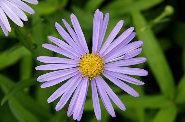 Çiçek Bloom Botanik - Pixabay'de ücretsiz fotoğraf - Pixabay