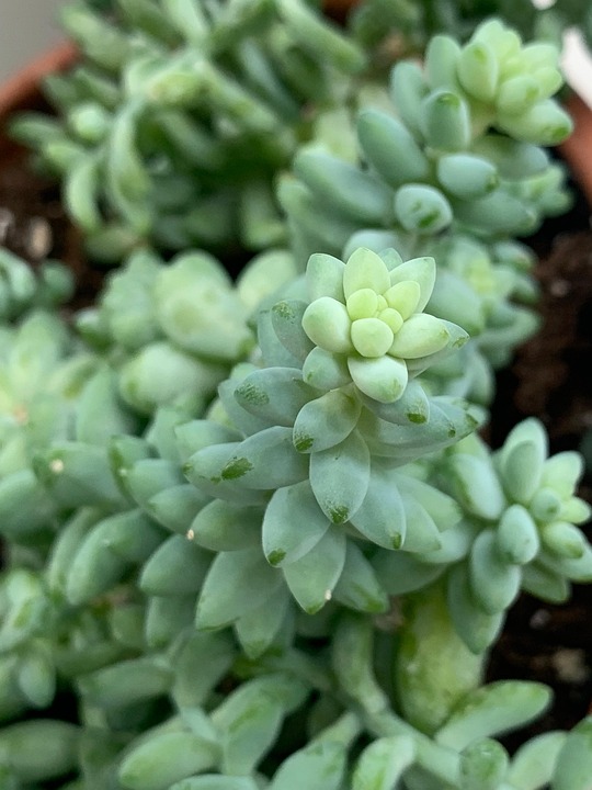 Plant Succulent Nature Free Photo On Pixabay Pixabay 0398