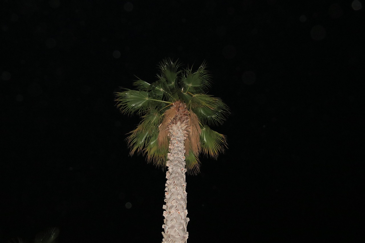 Palm Tree Night Heaven - Free photo on Pixabay - Pixabay