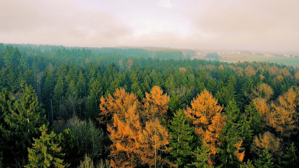 Trees Coniferous Forest Fall - Free photo on Pixabay