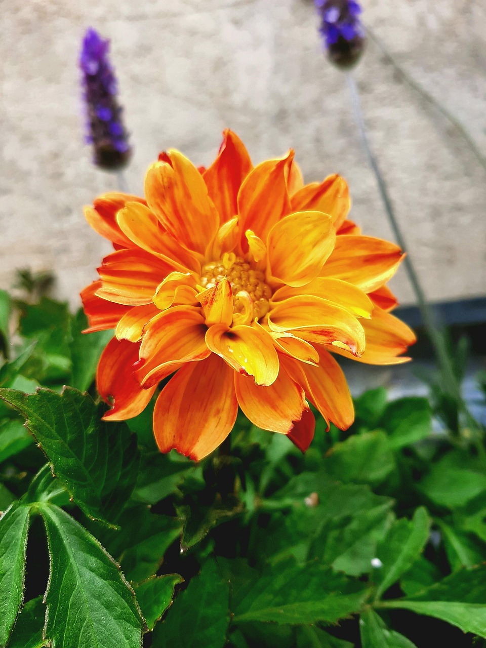 Flor Primavera Jardim - Foto gratuita no Pixabay - Pixabay