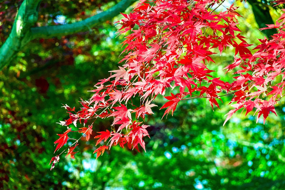 Autumnal Leaves The Fall Colors - Free photo on Pixabay - Pixabay