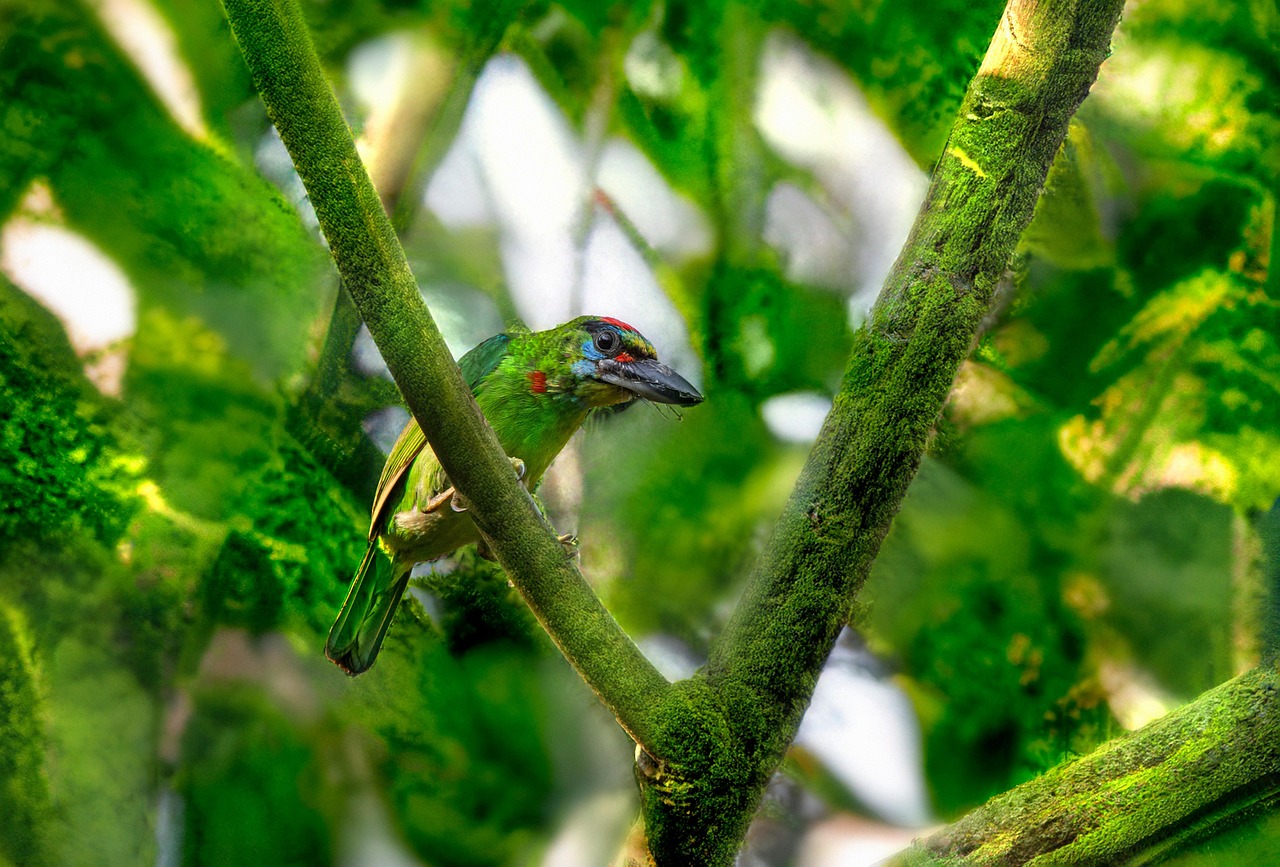 Red-Throated Barbet Bird Animal - Free photo on Pixabay