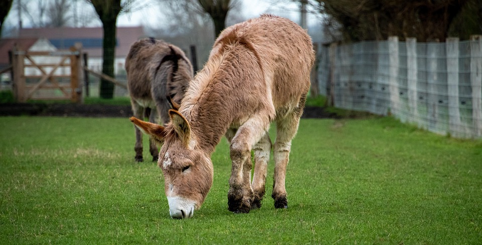Donkey Animal Equine - Free photo on Pixabay - Pixabay