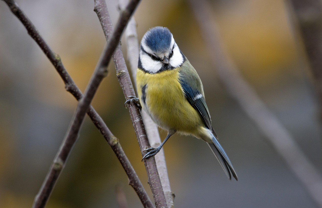Blue Tit Songbird Bird - Free photo on Pixabay - Pixabay