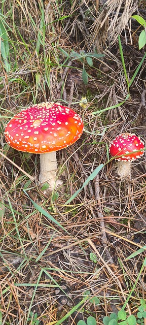 Champignons Forêt Animal - Photo gratuite sur Pixabay - Pixabay