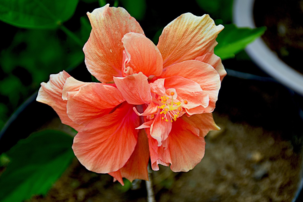 Hibiscus Fleur Plantes - Photo gratuite sur Pixabay - Pixabay