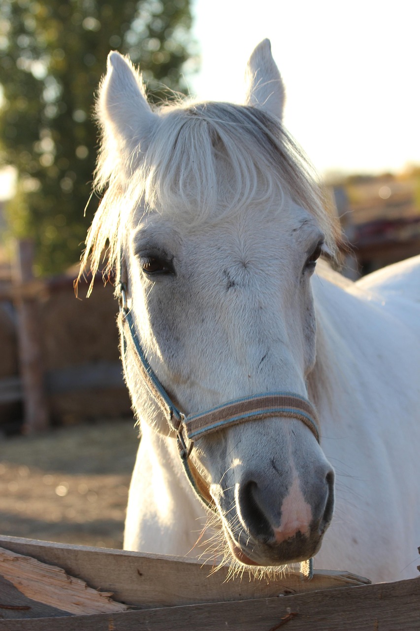 Animal Caballo Mamífero - Foto gratis en Pixabay - Pixabay