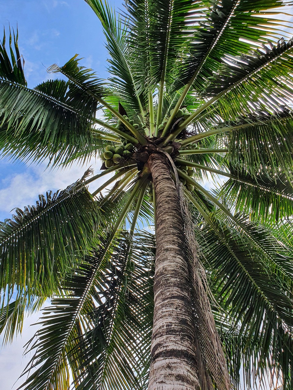 Imágenes De árboles De Coco
