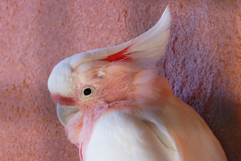 Cockatiel Pink Eye