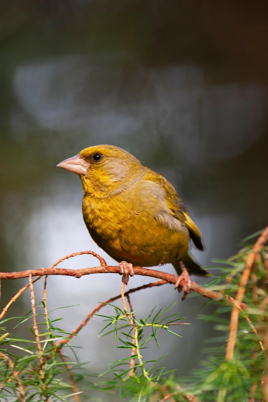 Más de 6 000 fotos de Verderón Europeo y Naturaleza gratis - Pixabay