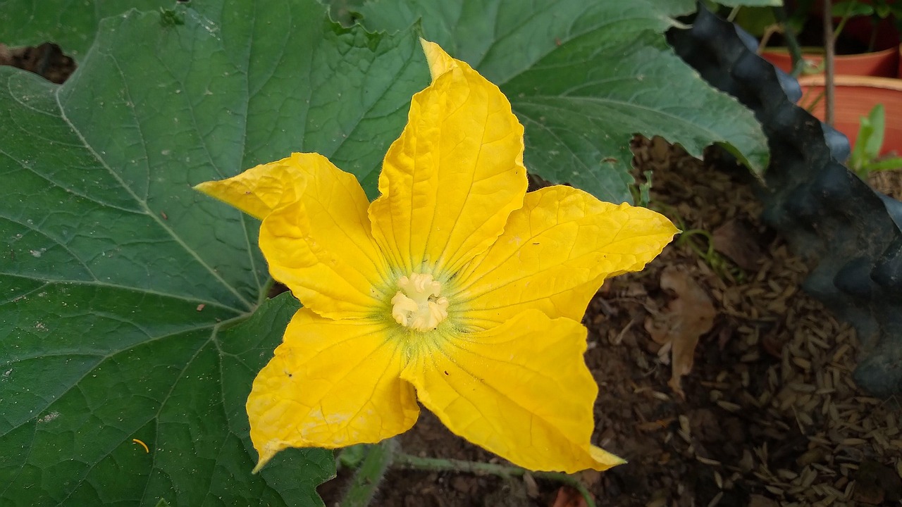 Flower Benincasa Hispida - Free photo on Pixabay - Pixabay