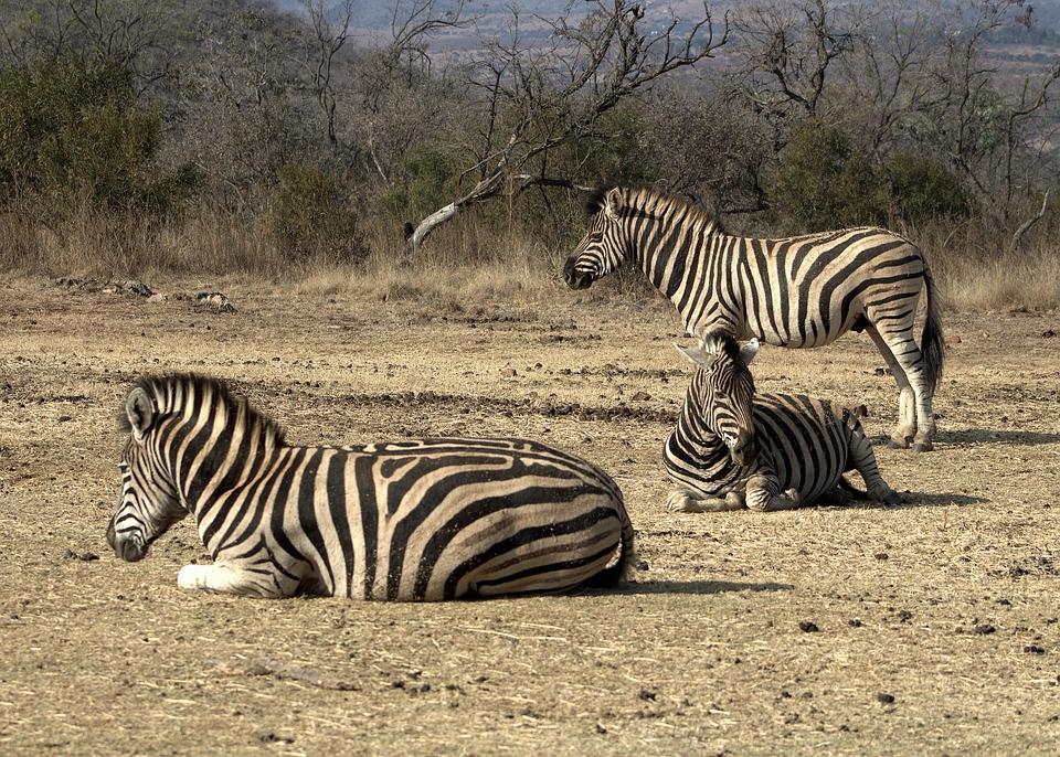 Animal Zebra Mammal - Free photo on Pixabay - Pixabay