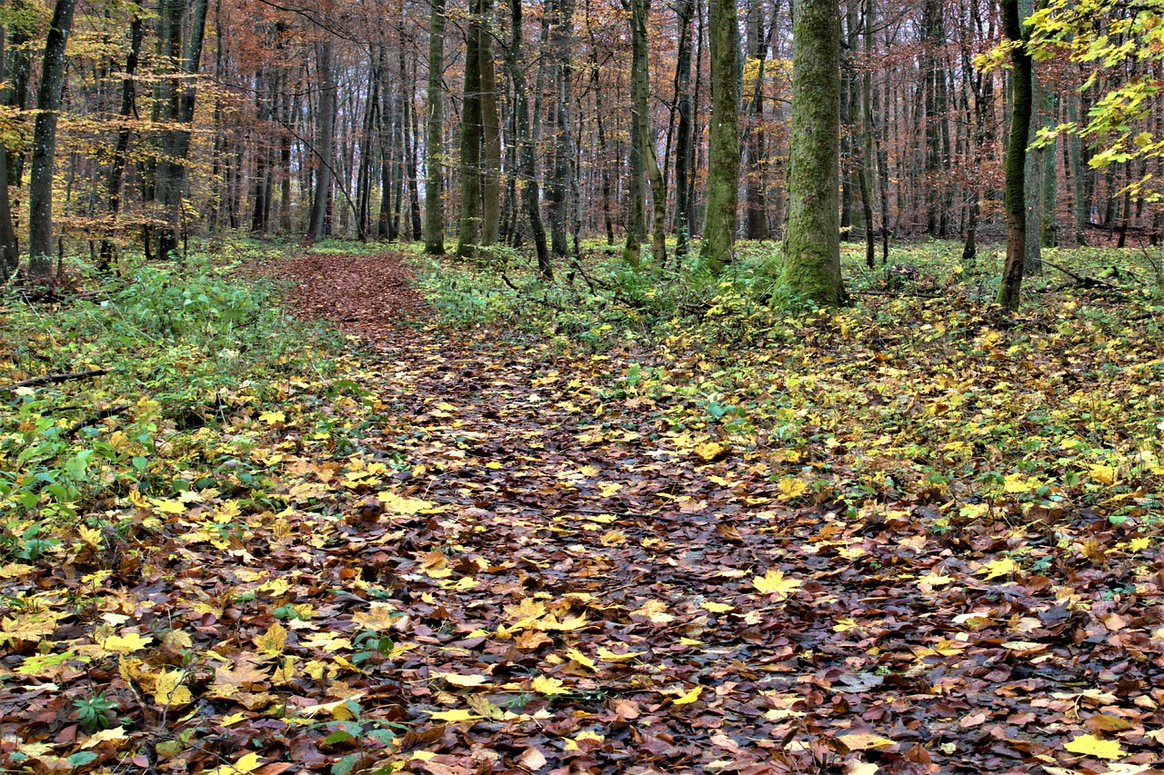 Des Arbres Forêt Automne - Photo gratuite sur Pixabay - Pixabay
