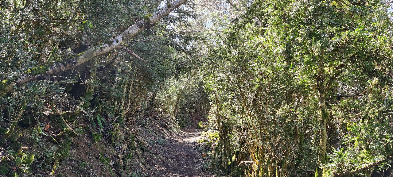 Forest Path Haunting - Free photo on Pixabay - Pixabay